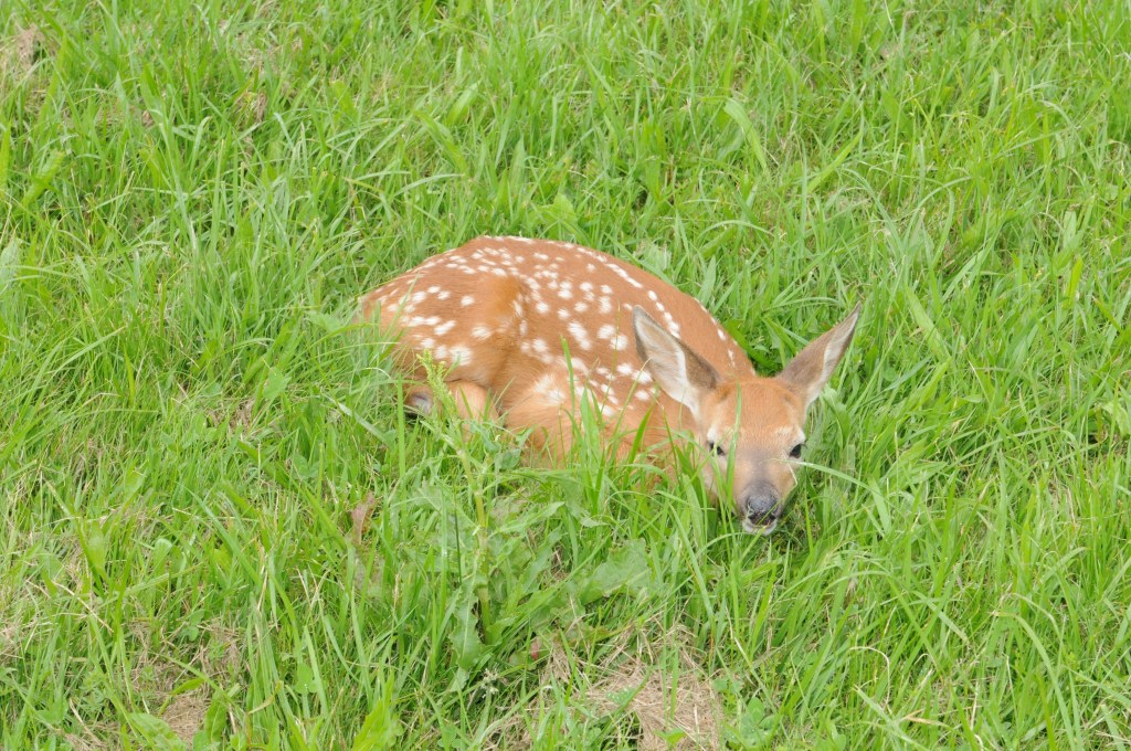 Leave fawns alone - Vermont Daily Chronicle