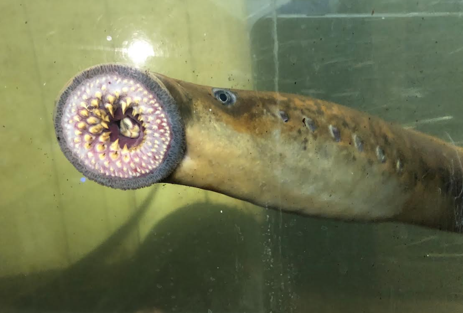 Lampreys look disgusting, but leave them alone - Vermont Daily Chronicle