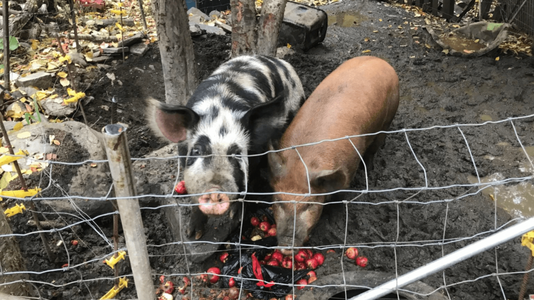 Neighbor shoots pig, owner charged - Vermont Daily Chronicle