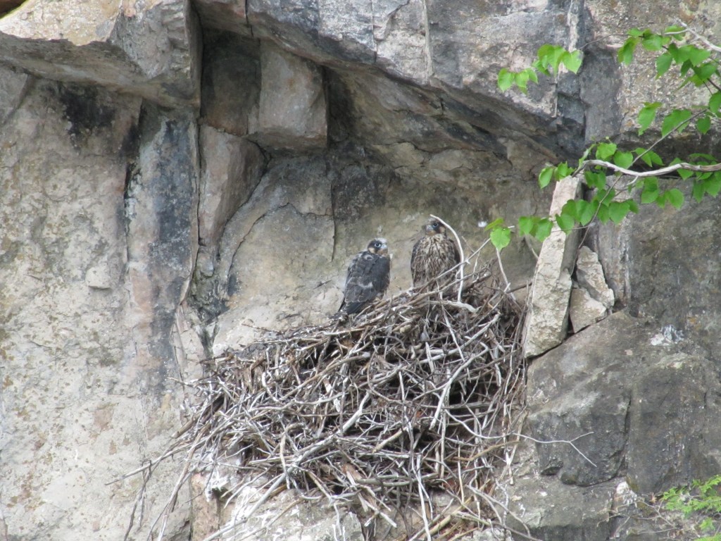 Peregrine Falcon nesting season complete - Vermont Daily Chronicle