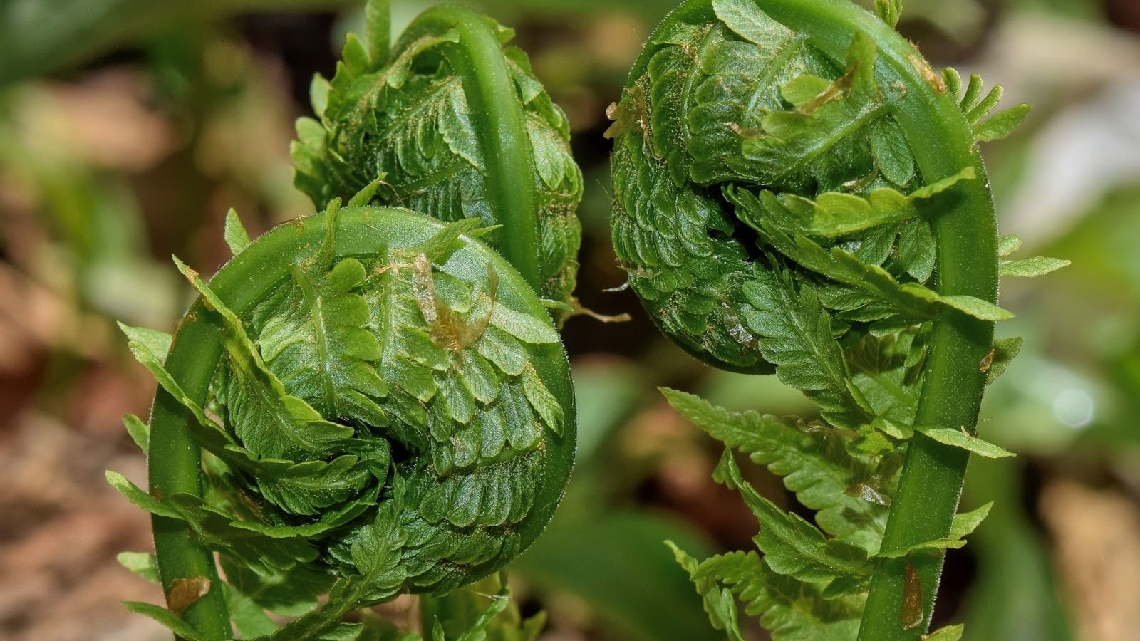 A mountain cornucopia: wild edible plants found in Vermont - Vermont ...