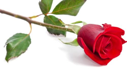 Vermont pro-lifers join nationwide call to defund Planned Parenthood ...